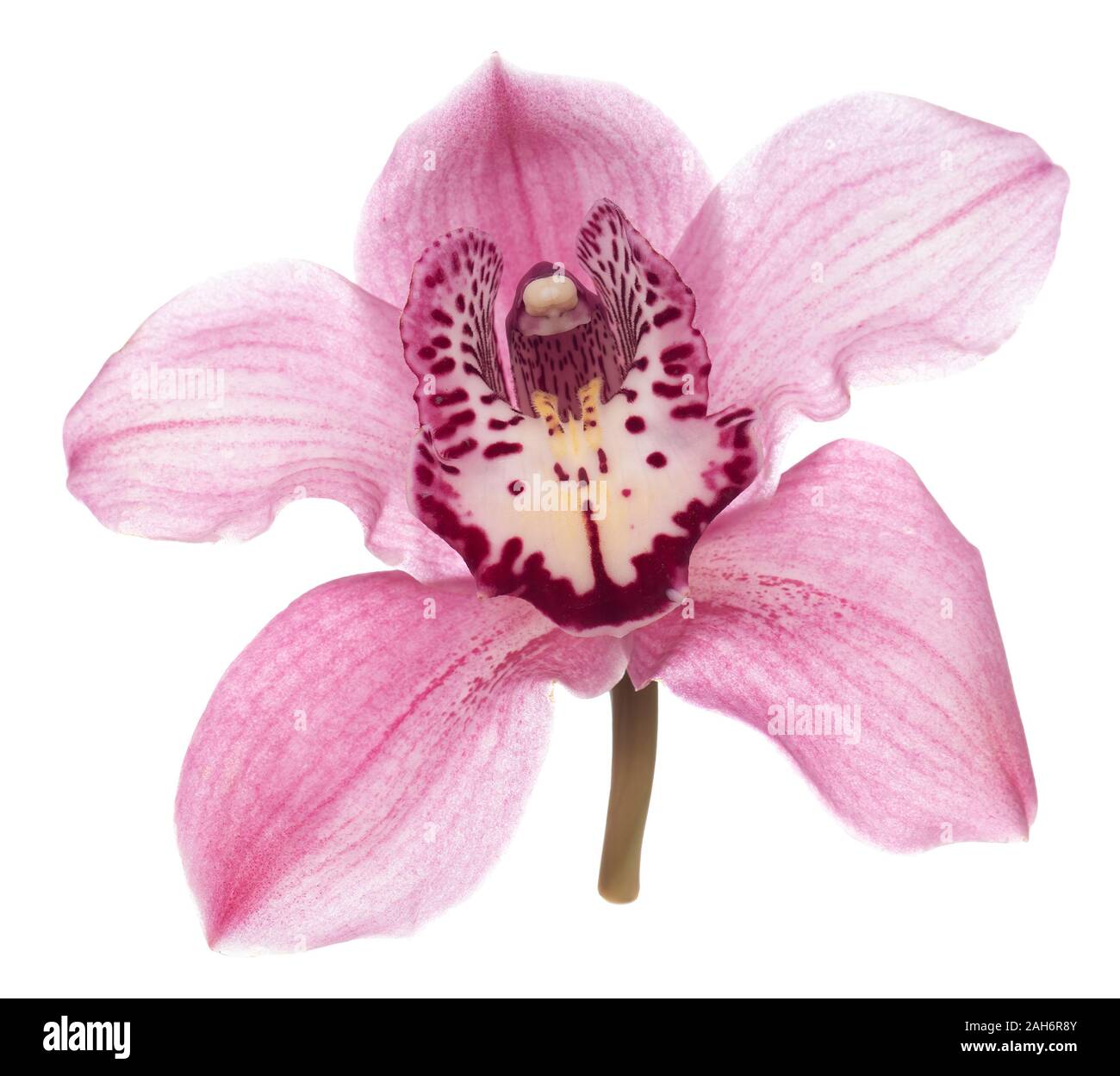 One Pink Orchid Flower
