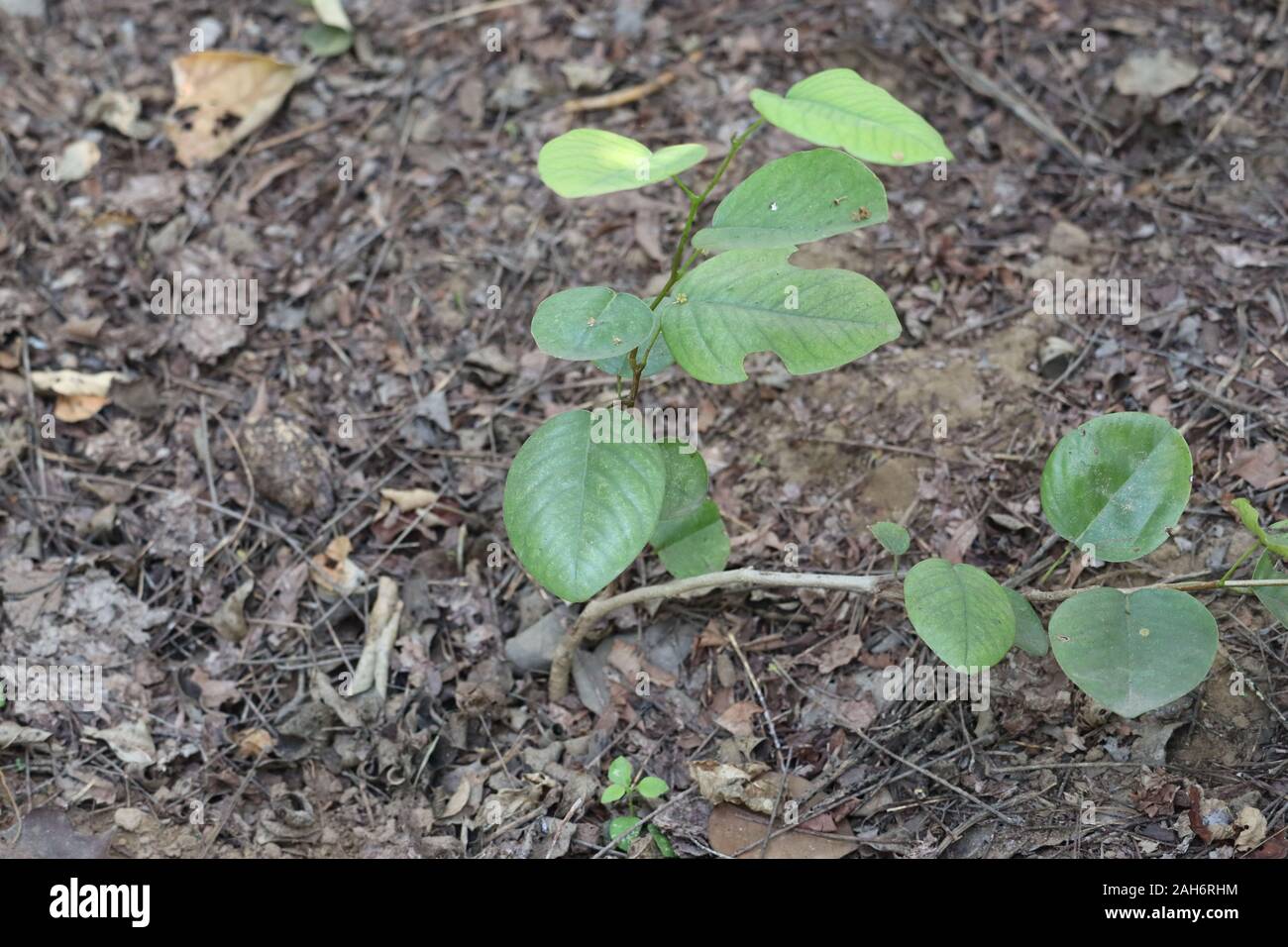 Sandalwood tree hi-res stock photography and images - Alamy