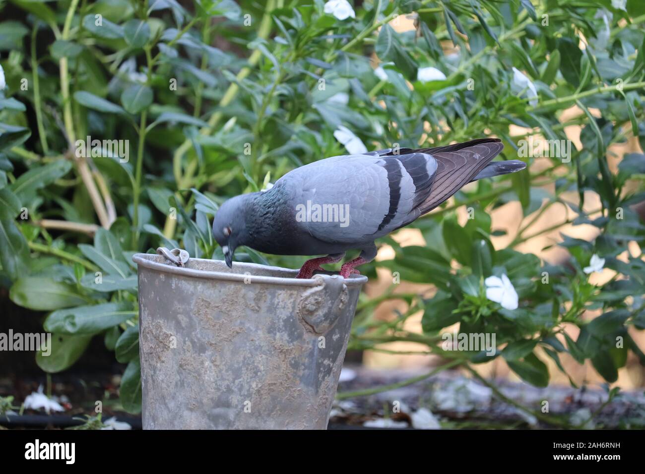 Beautiful pigeons on a log beside a water source.close up full body of ...