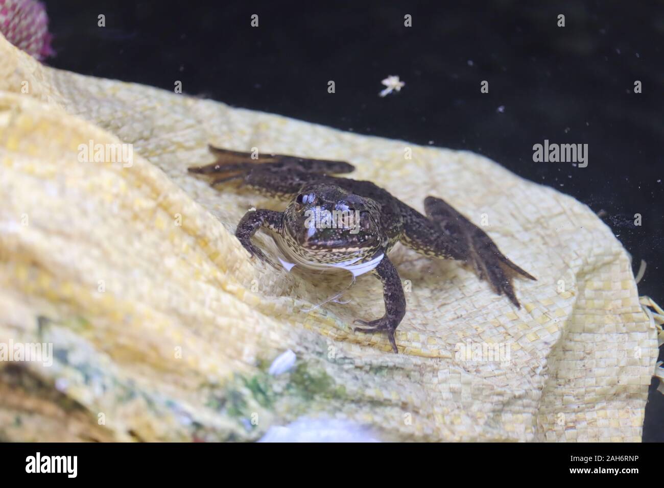 Common Water Frog in front of a water background Stock Photo - Alamy