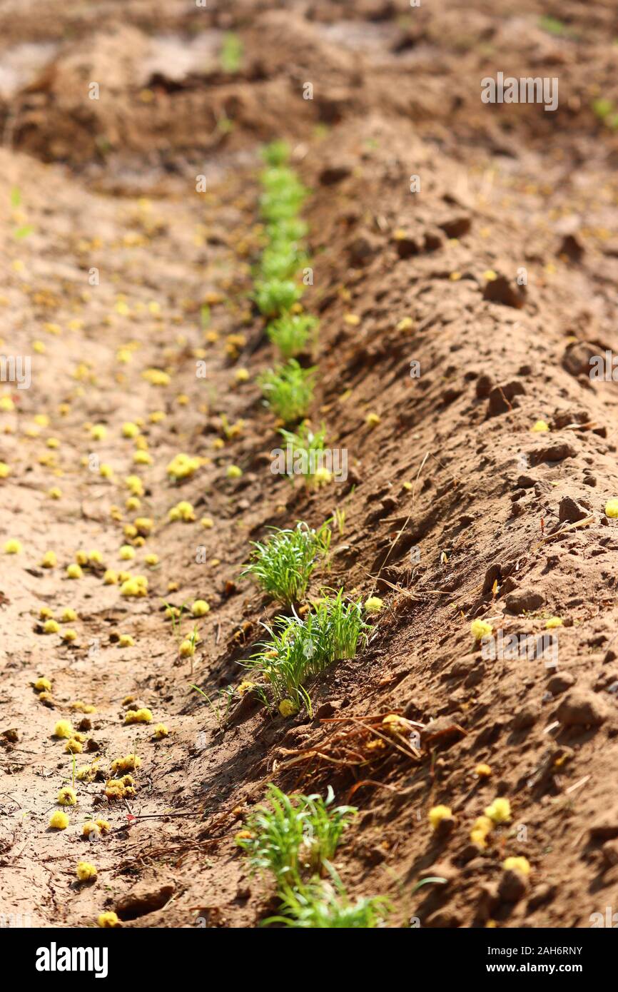 Fennel Bulb in garden bed. Annual fennel, Foeniculum vulgare azoricum ...