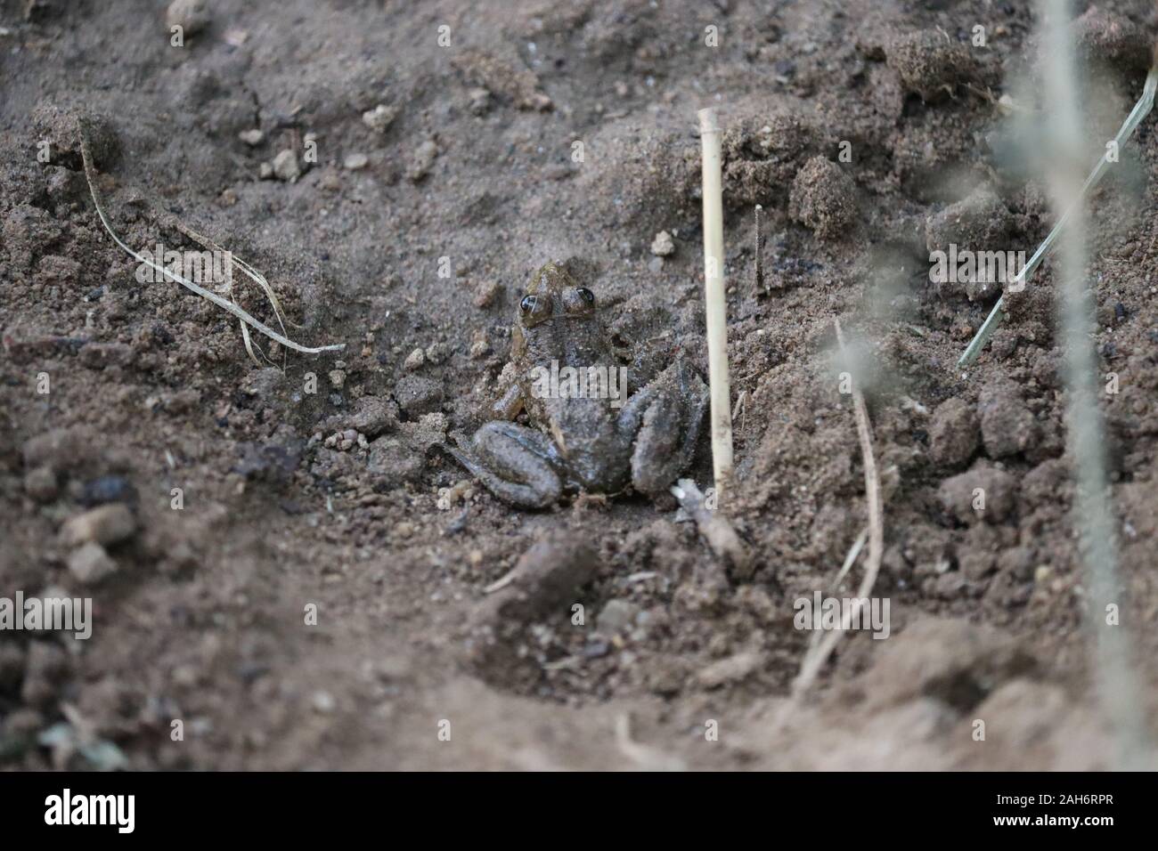 Common sand Frog in front of a sandy background Stock Photo - Alamy