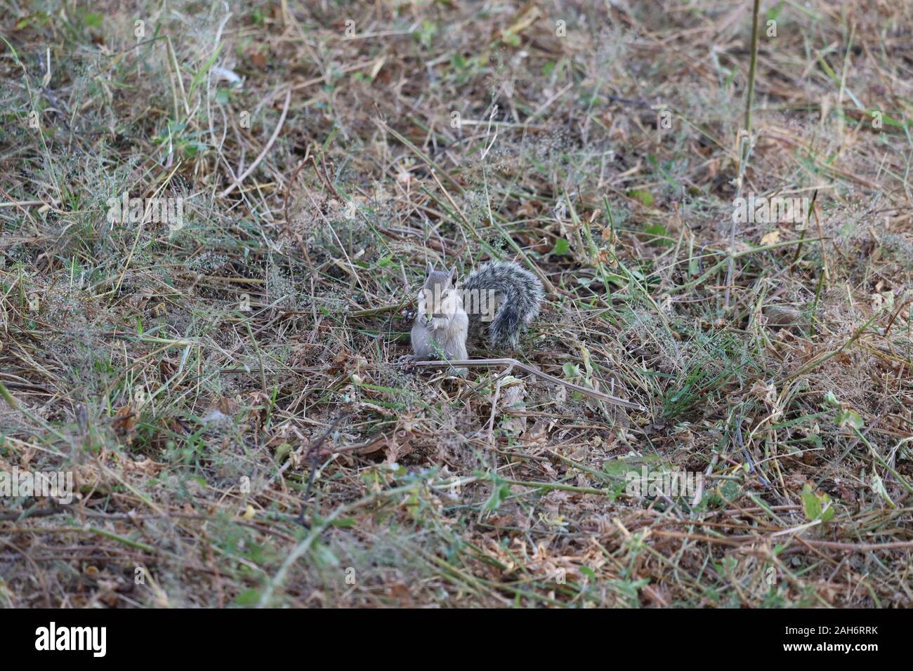 Squirrels are members of the family Sciuridae, a family that includes ...