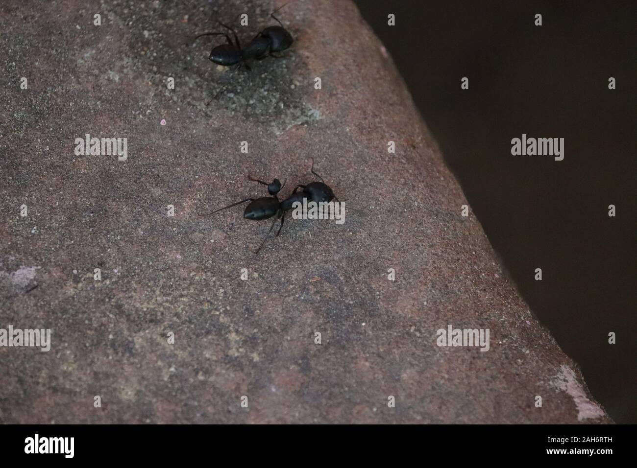 Big carpenter ants inside the nest, ant workers in colony, Morocco ...