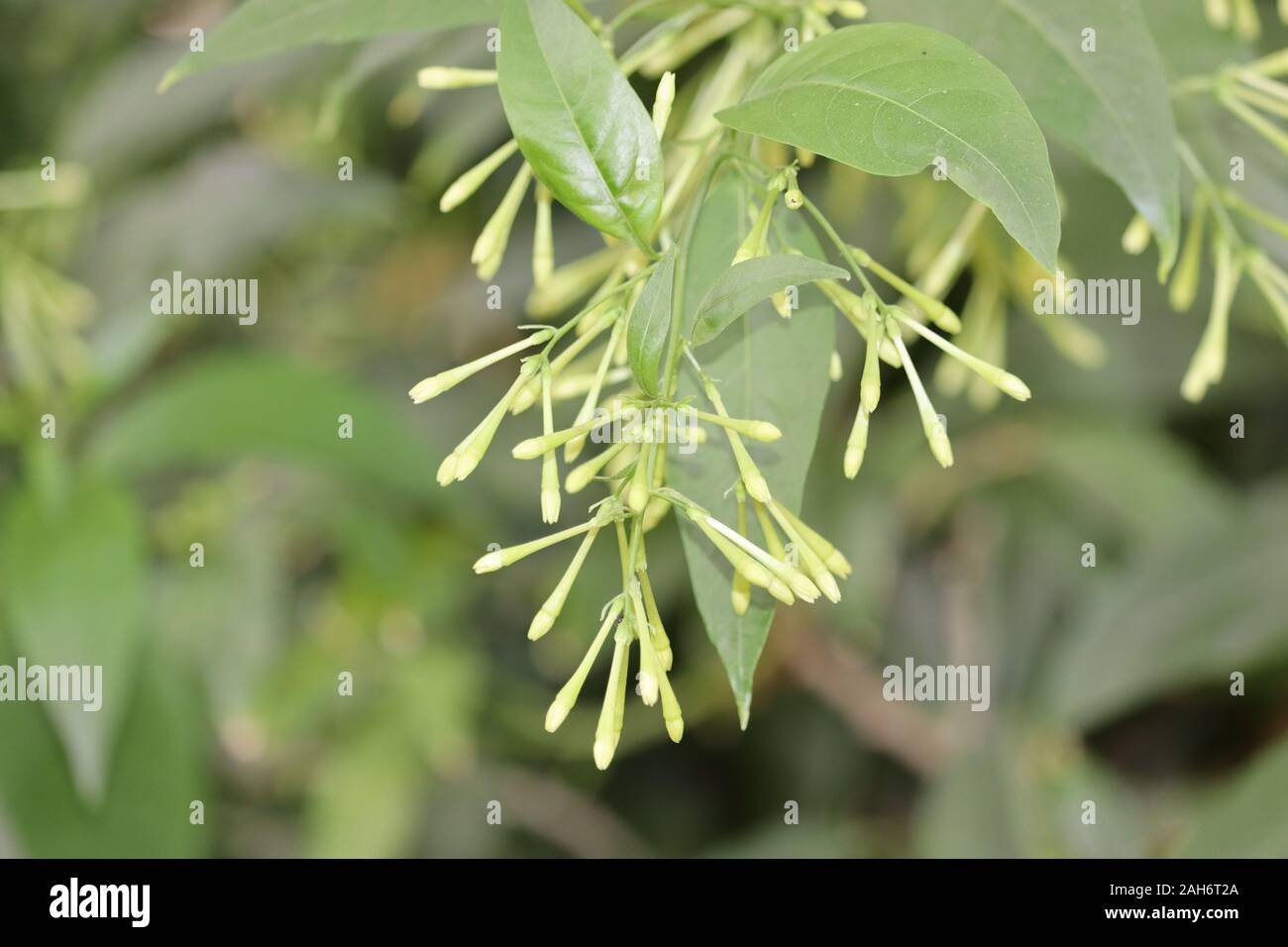 Cestrum nocturnum,flowers on tree in the garden.Night jessamine or ...