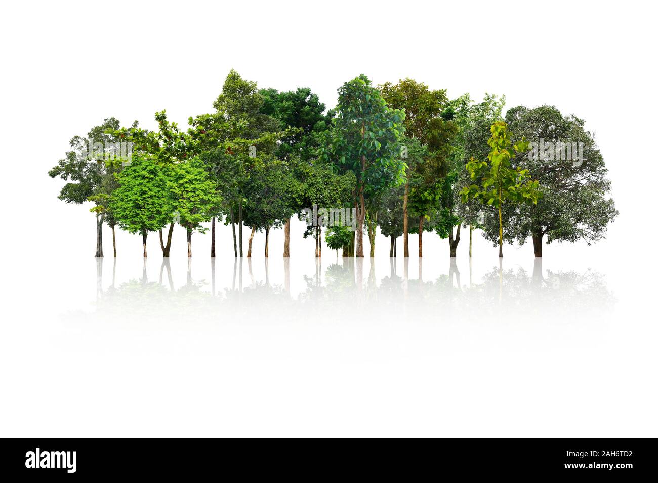 Tree isolated on white background Stock Photo - Alamy