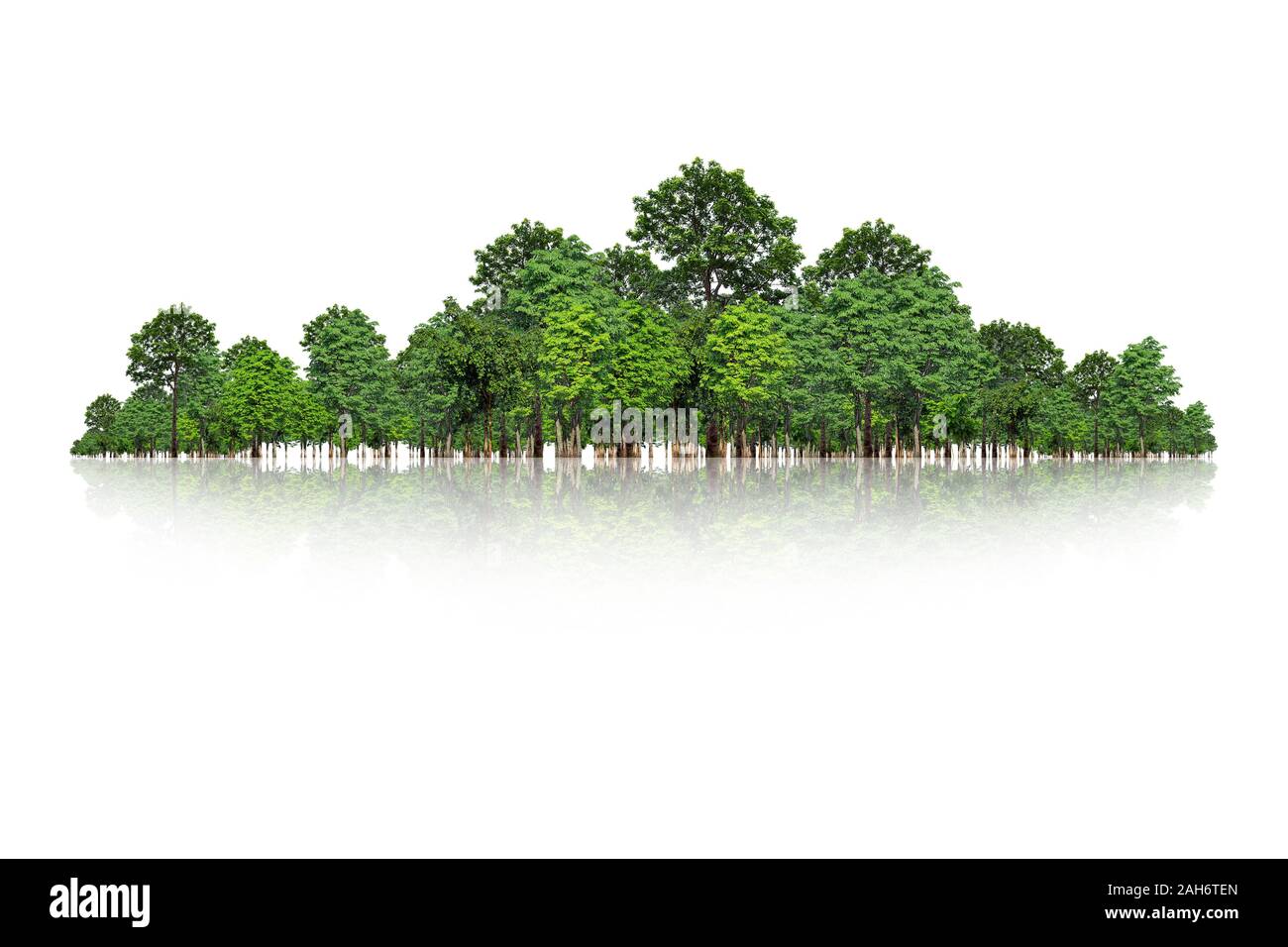 Tree isolated on white background Stock Photo - Alamy