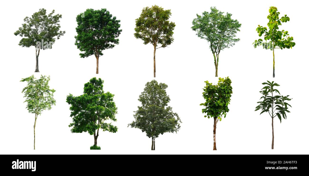 Tree isolated on white background Stock Photo - Alamy