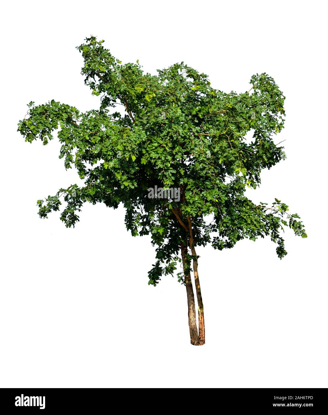 Tree isolated on white background Stock Photo - Alamy