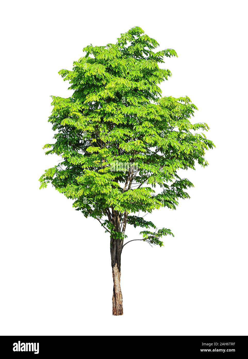 Tree isolated on white background Stock Photo - Alamy