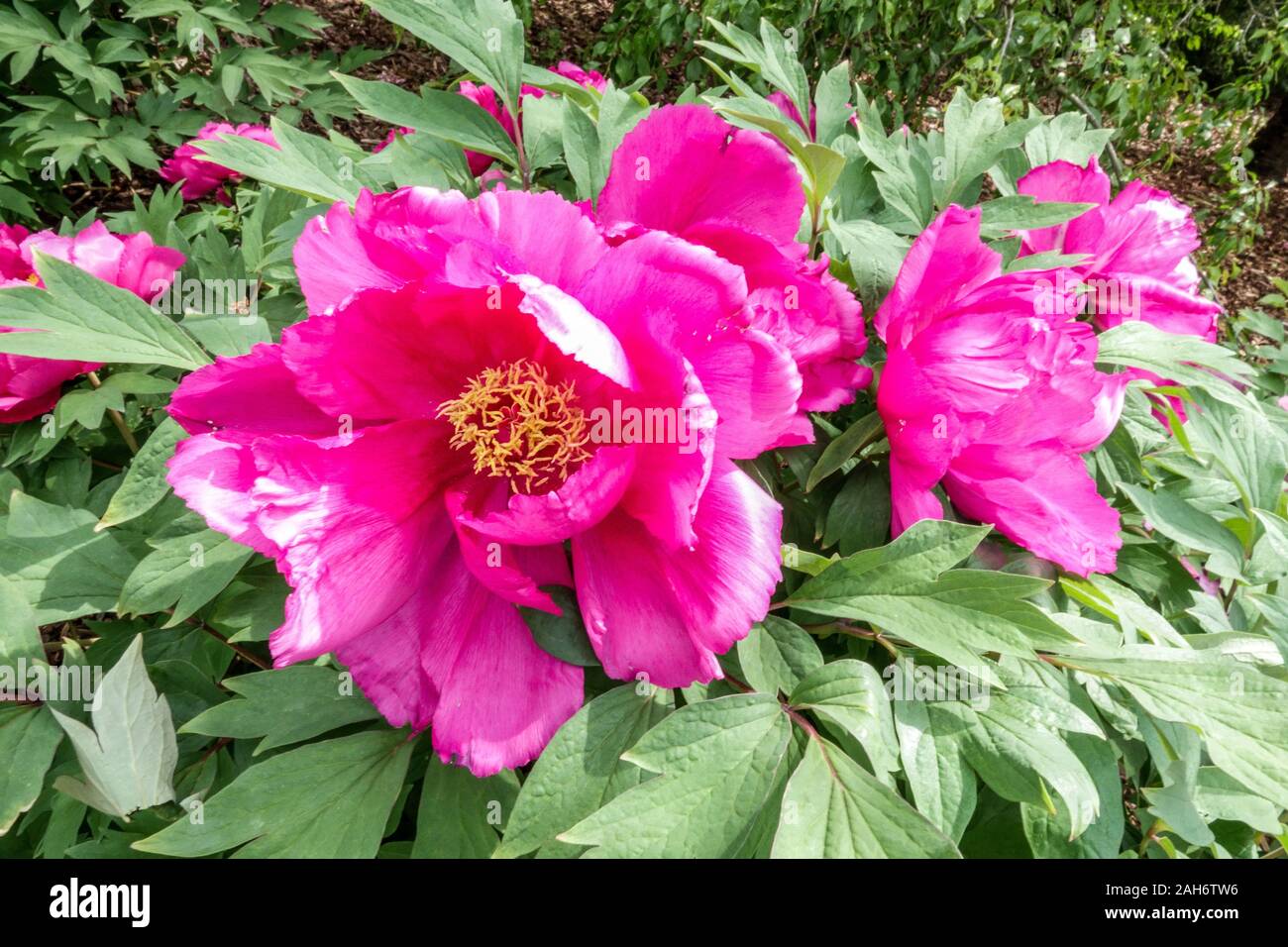 Japanese Tree Peony Paeonia suffruticosa 'Bai hua du' Stock Photo - Alamy