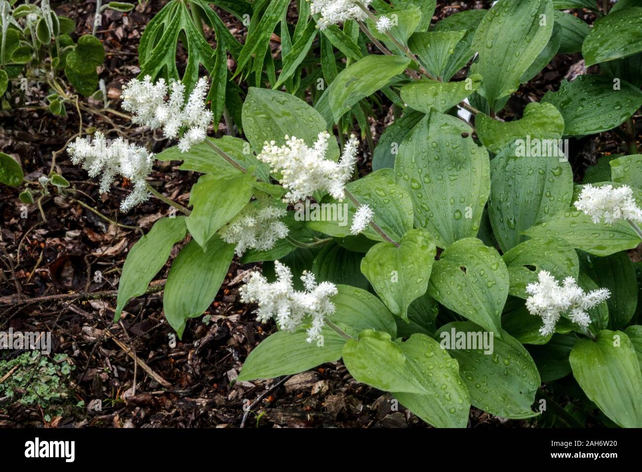 Smilacina racemosa hi-res stock photography and images - Alamy