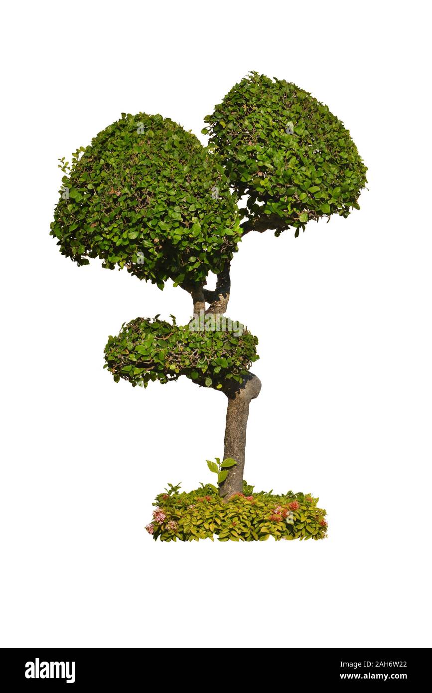 Tree isolated on white background Stock Photo - Alamy