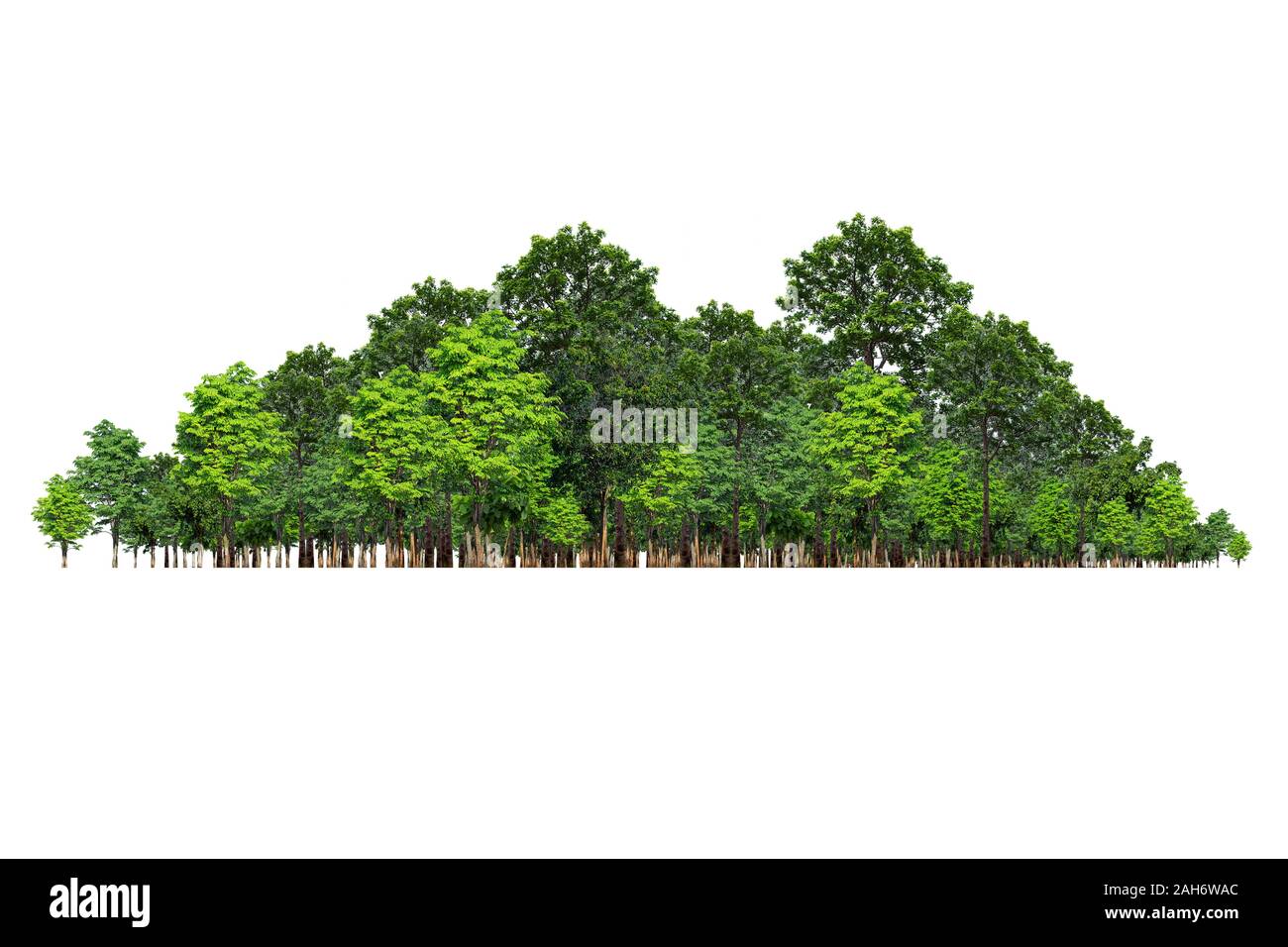 Tree isolated on white background Stock Photo - Alamy