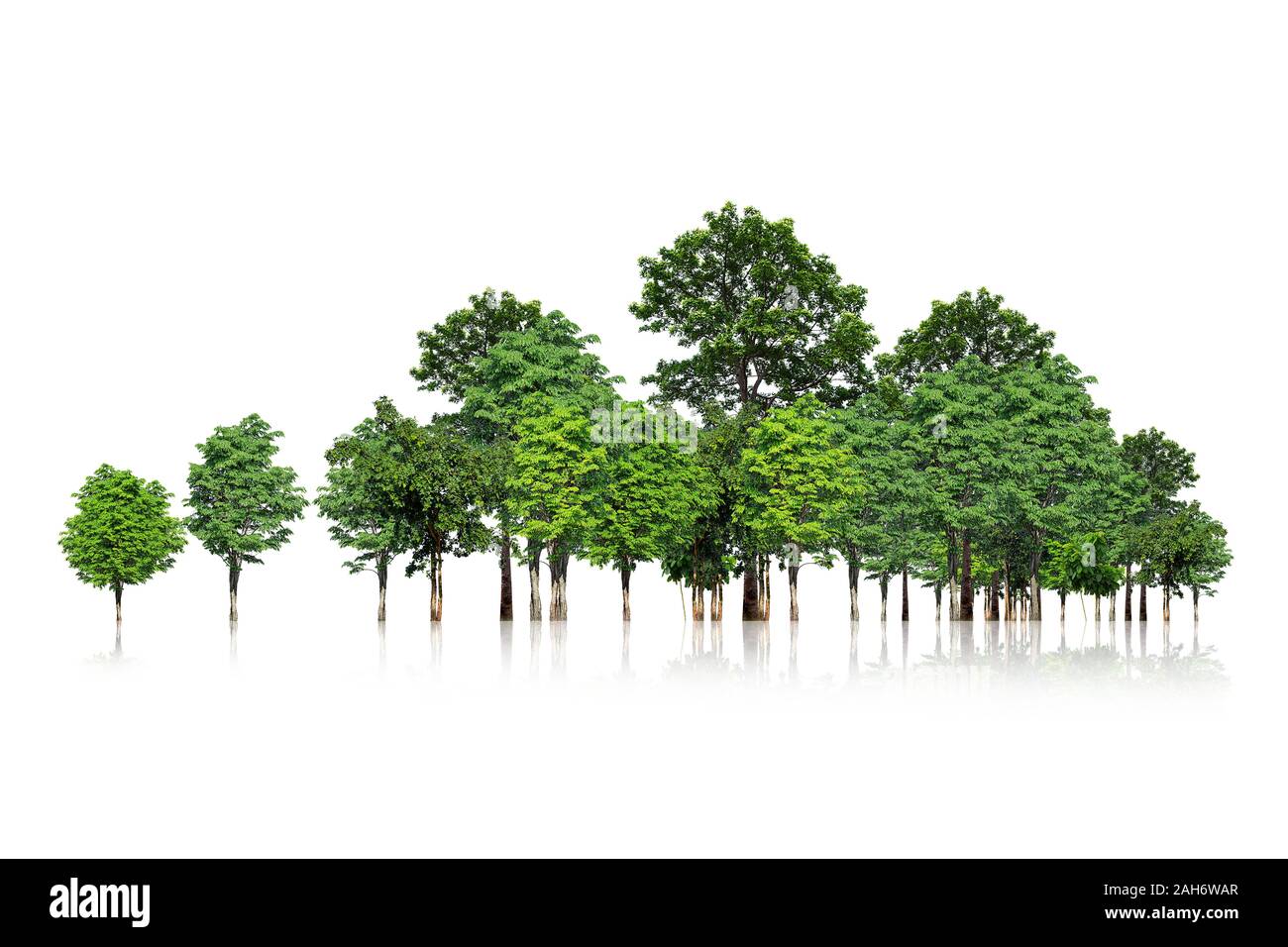 Tree isolated on white background Stock Photo - Alamy