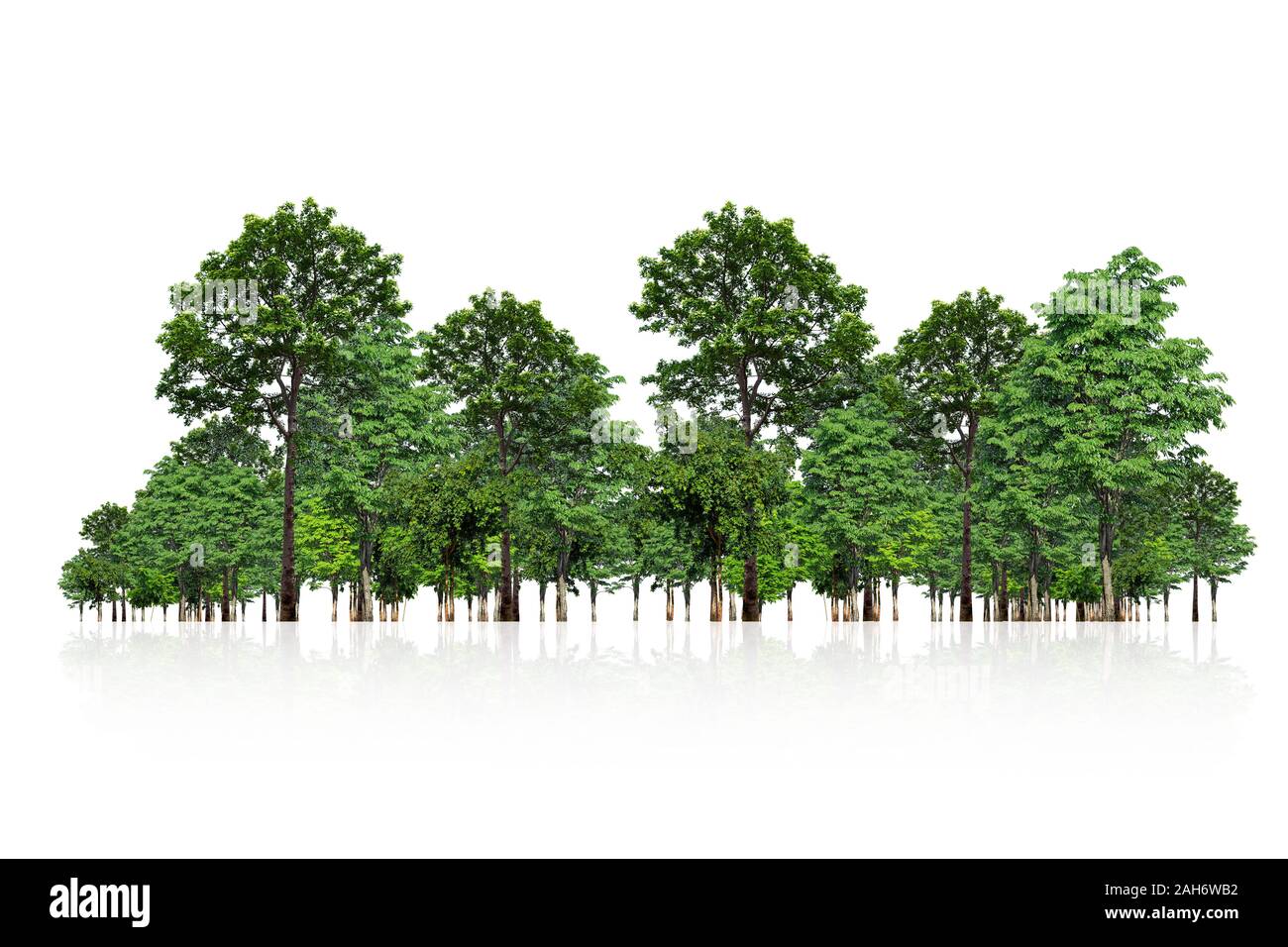 Tree isolated on white background Stock Photo - Alamy