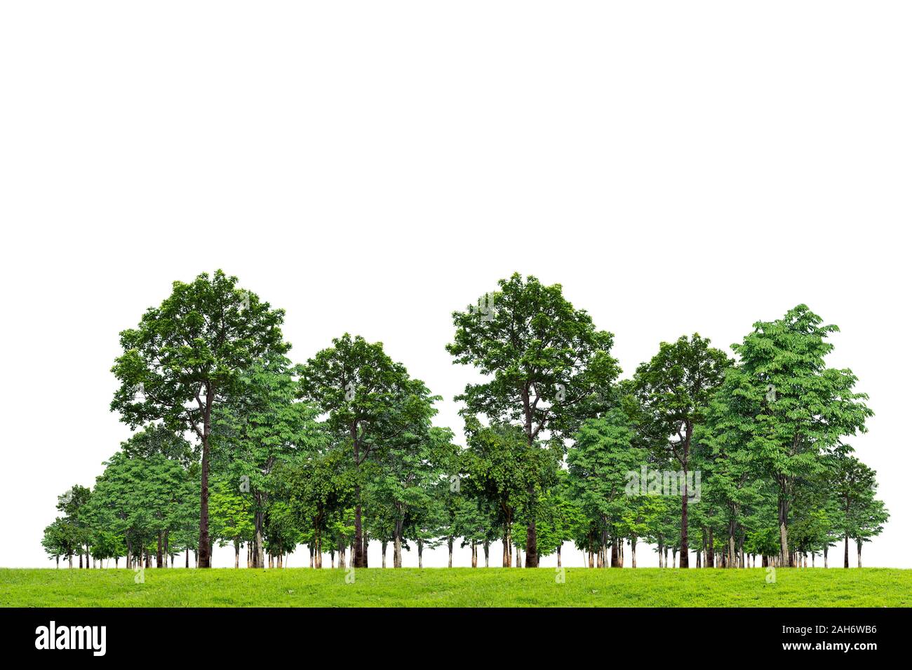 Tree isolated on white background Stock Photo - Alamy