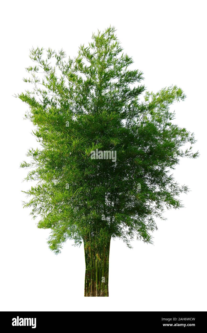 Tree isolated on white background Stock Photo - Alamy