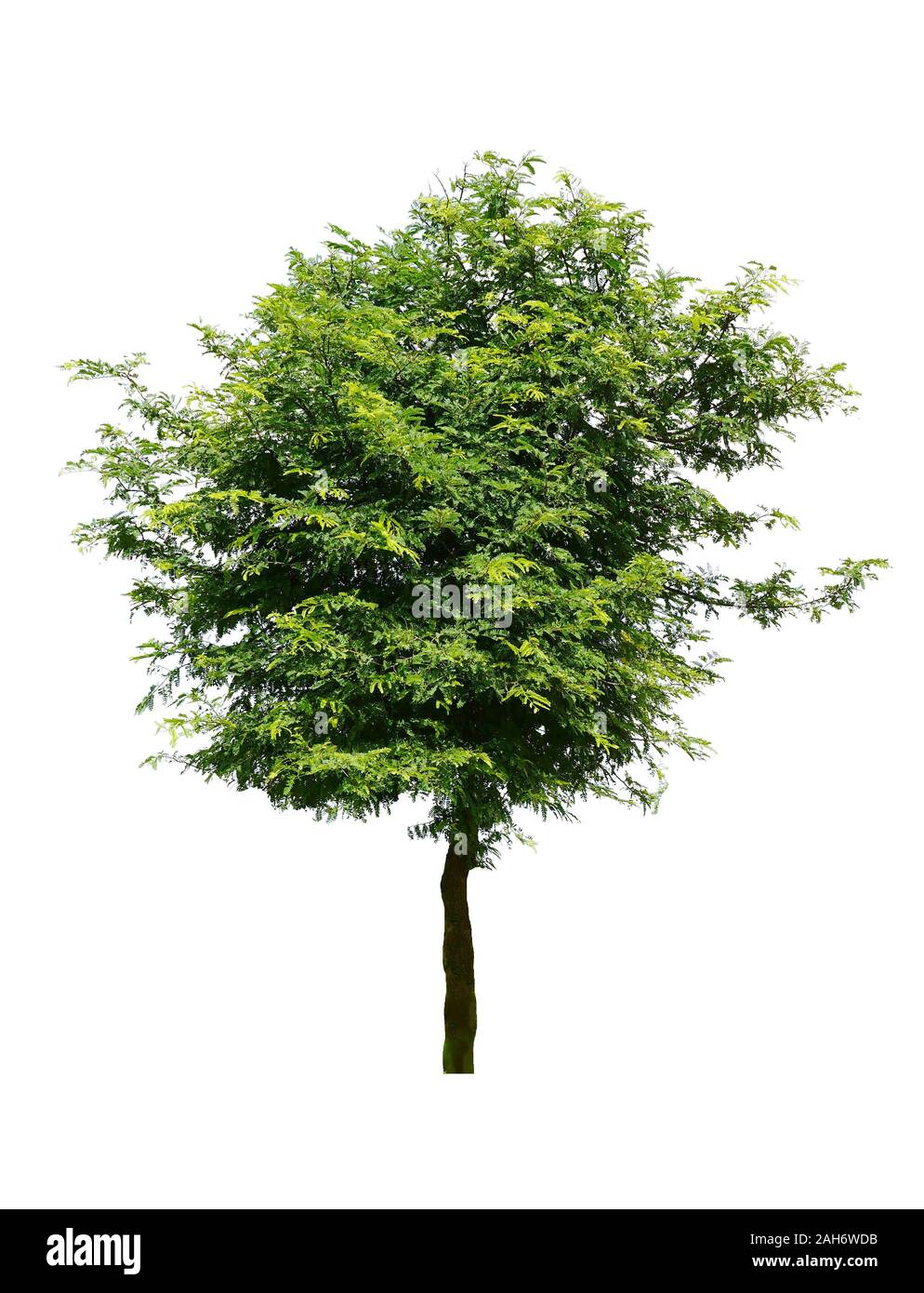 Tree isolated on white background Stock Photo - Alamy