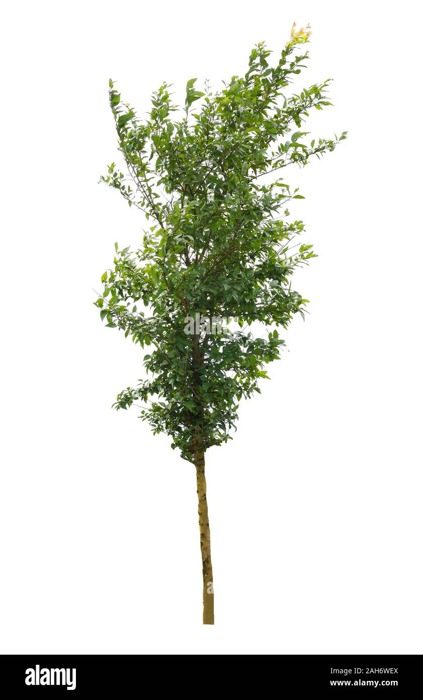 Tree isolated on white background Stock Photo - Alamy