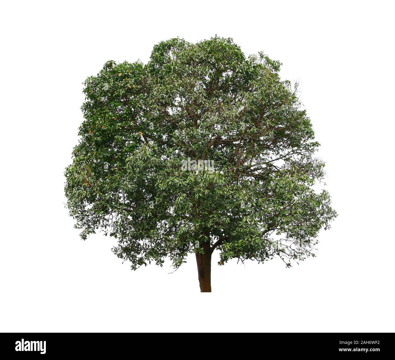 Tree isolated on white background Stock Photo - Alamy