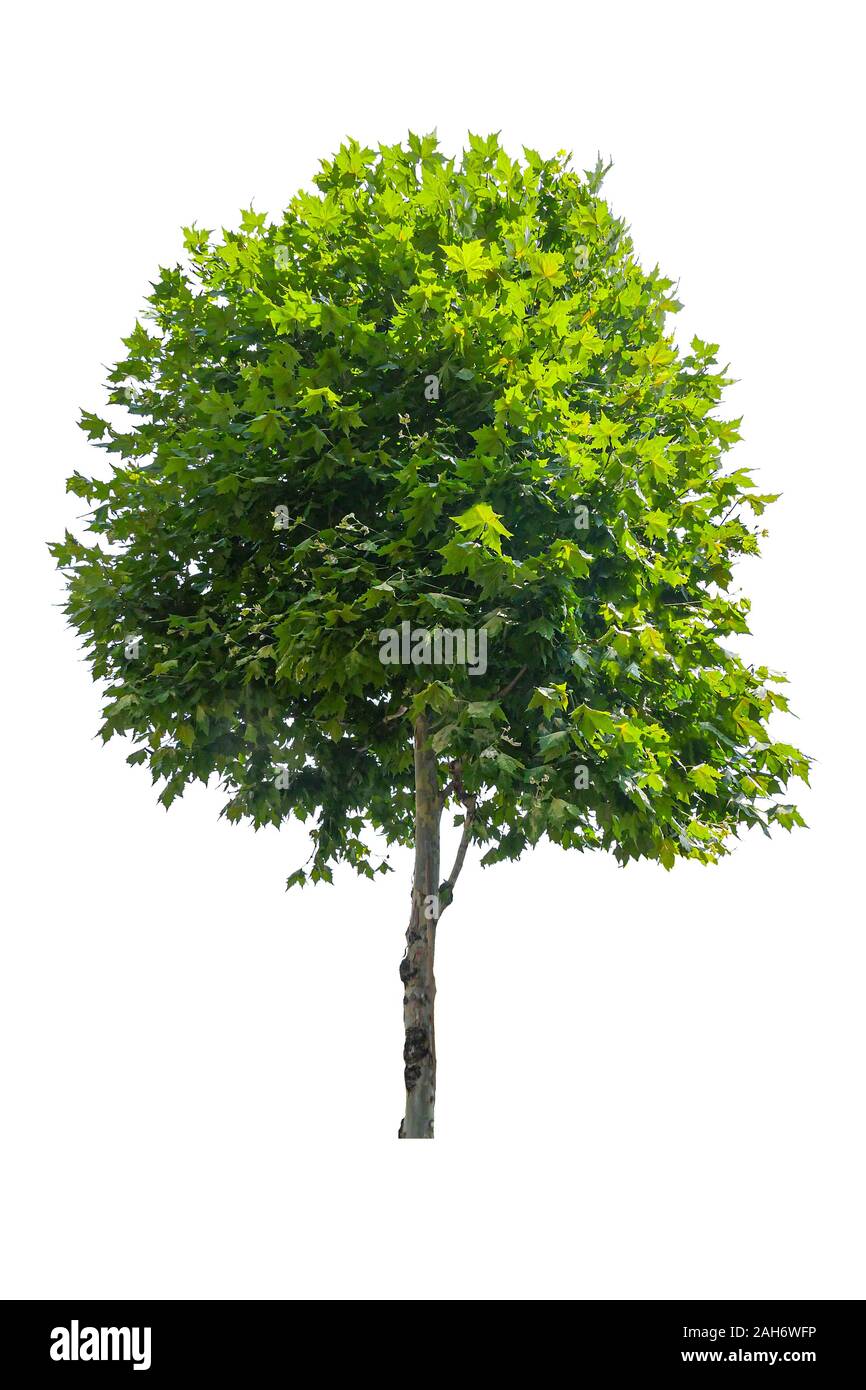 Tree isolated on white background Stock Photo - Alamy
