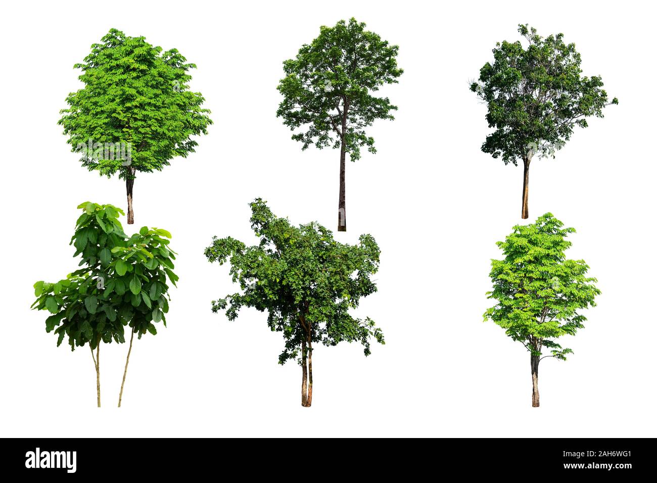 Tree isolated on white background Stock Photo - Alamy