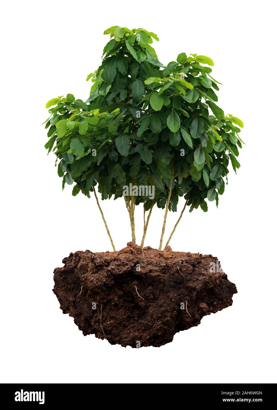 Tree isolated on white background Stock Photo - Alamy