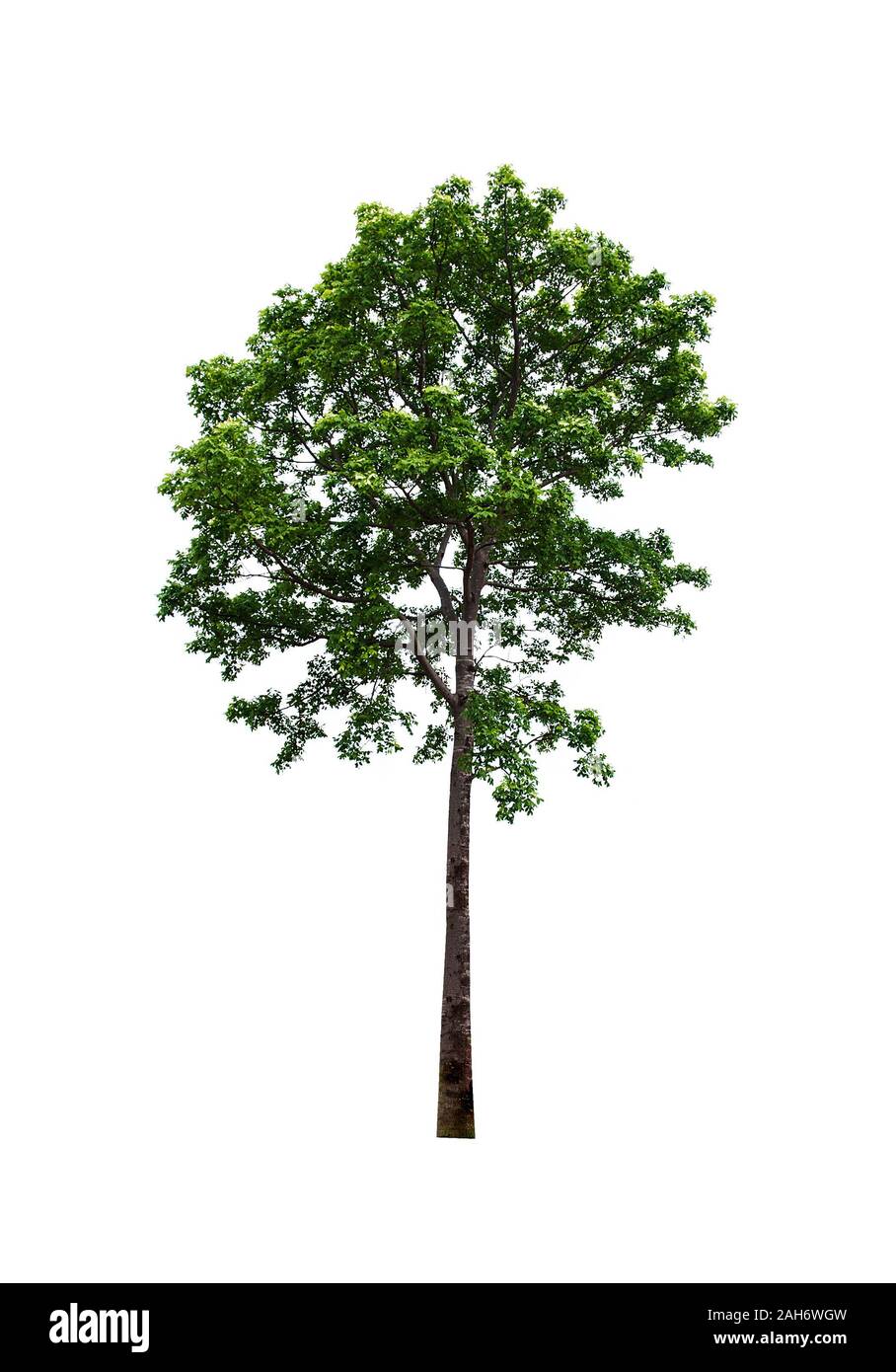 Tree isolated on white background Stock Photo - Alamy