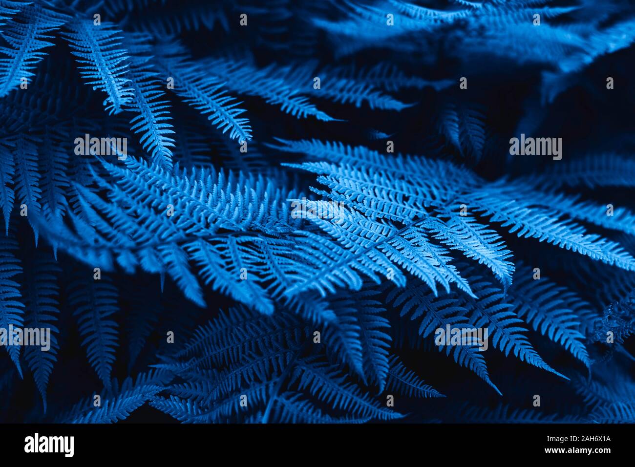 Leaves of ferns in the forest in blue color. Natural background. The ...