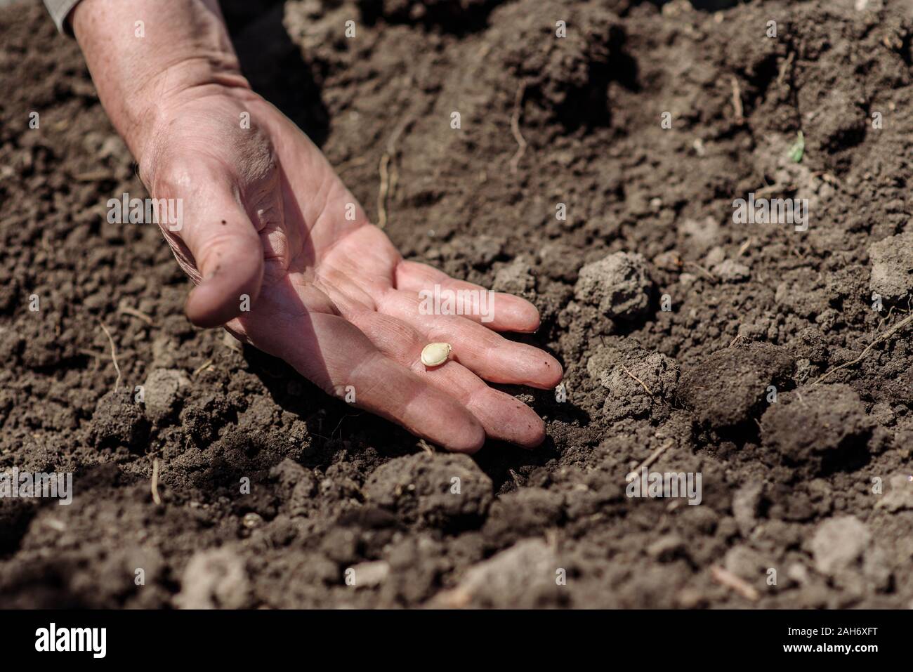 Old grandfather planting seeds in the ground Stock Photo - Alamy