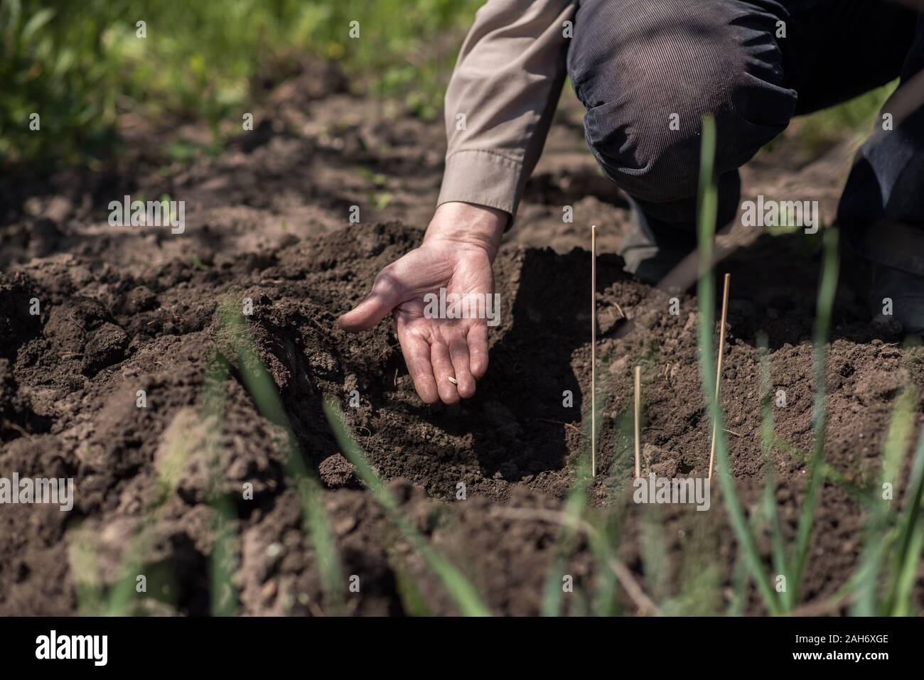 Old grandfather planting seeds in the ground Stock Photo - Alamy