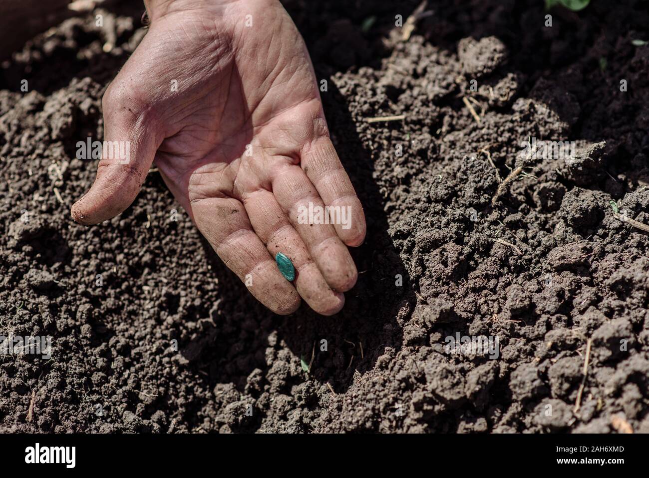Old grandfather planting seeds in the ground Stock Photo - Alamy