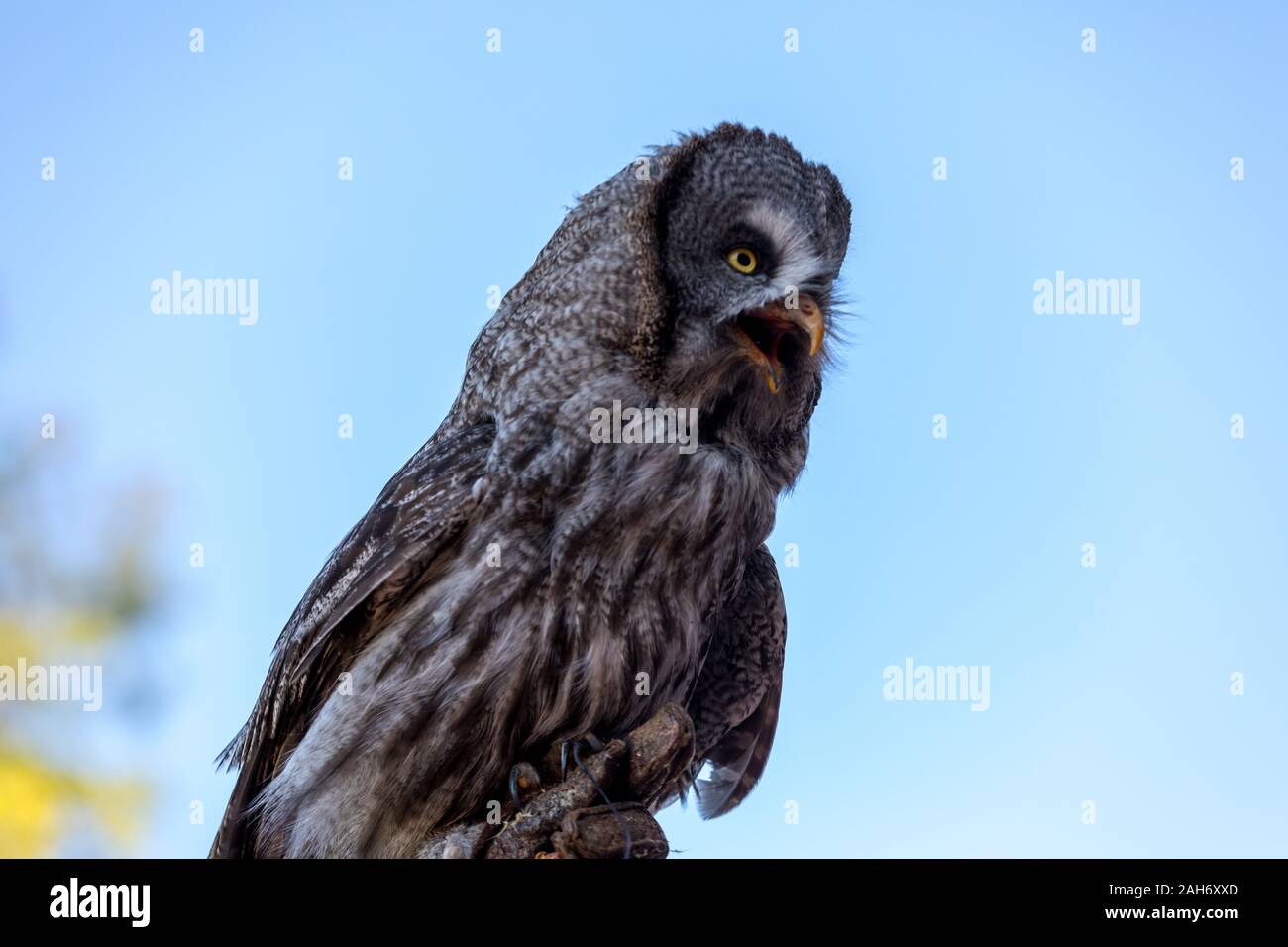Great grey owl (Strix nebulosa). Night birds of prey Stock Photo - Alamy