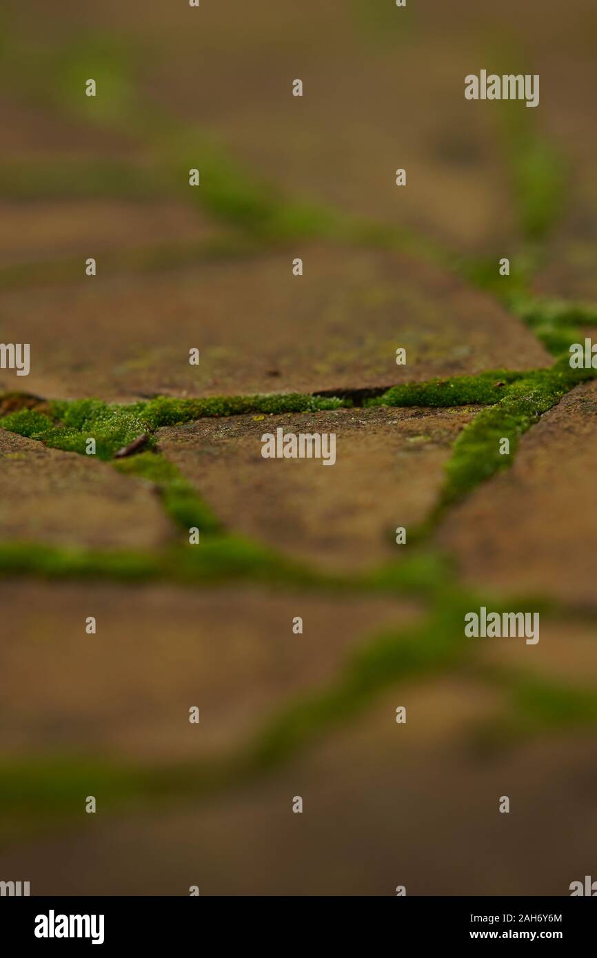 Brown wild stone pavement with green moss in the seams Stock Photo - Alamy