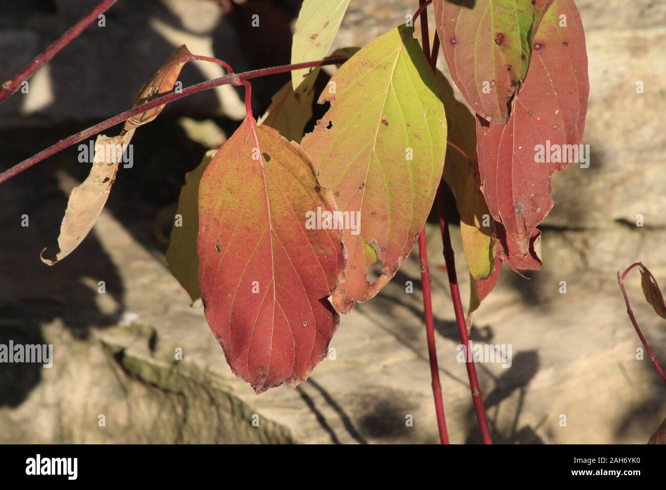 Tree limbs hi-res stock photography and images - Alamy