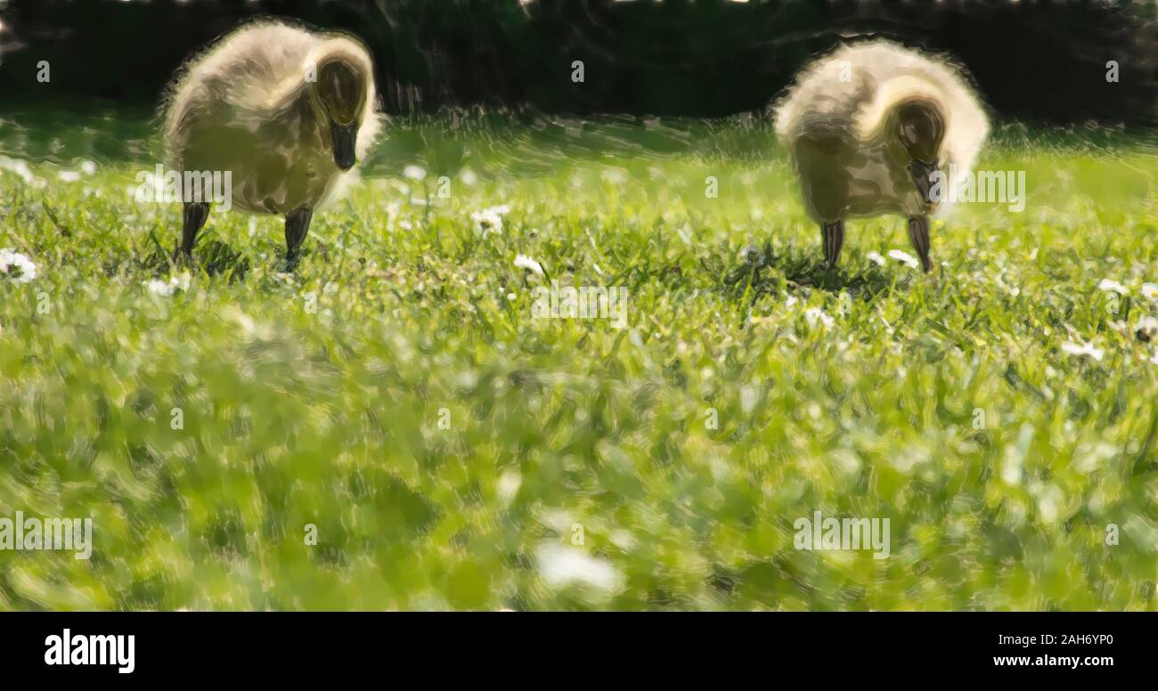 watercolor illustration: Two young geese with fluffy feathers waddle ...