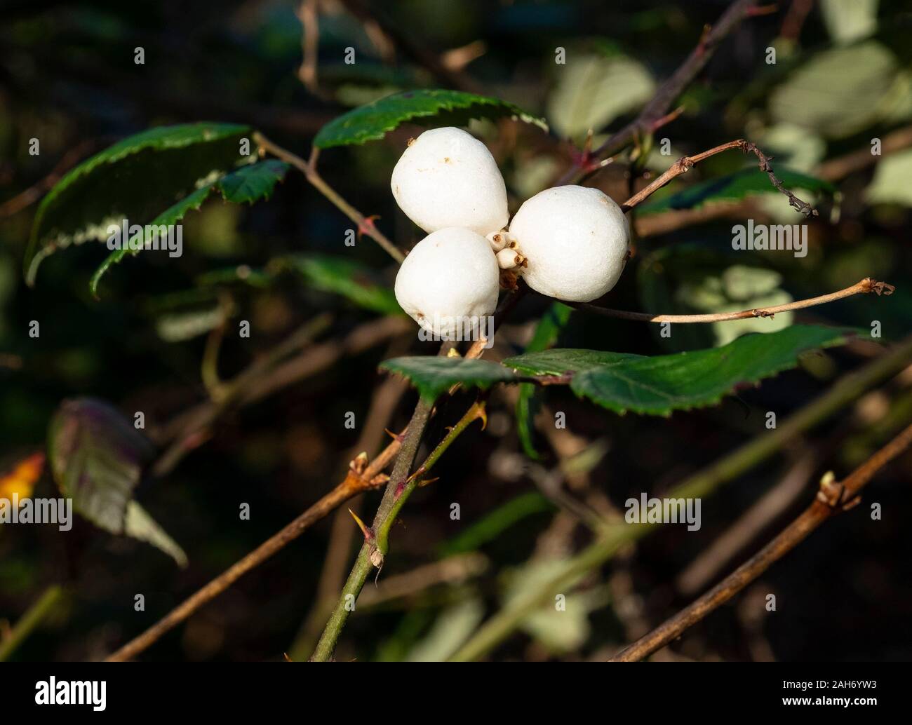 White woodland shrub hi-res stock photography and images - Alamy