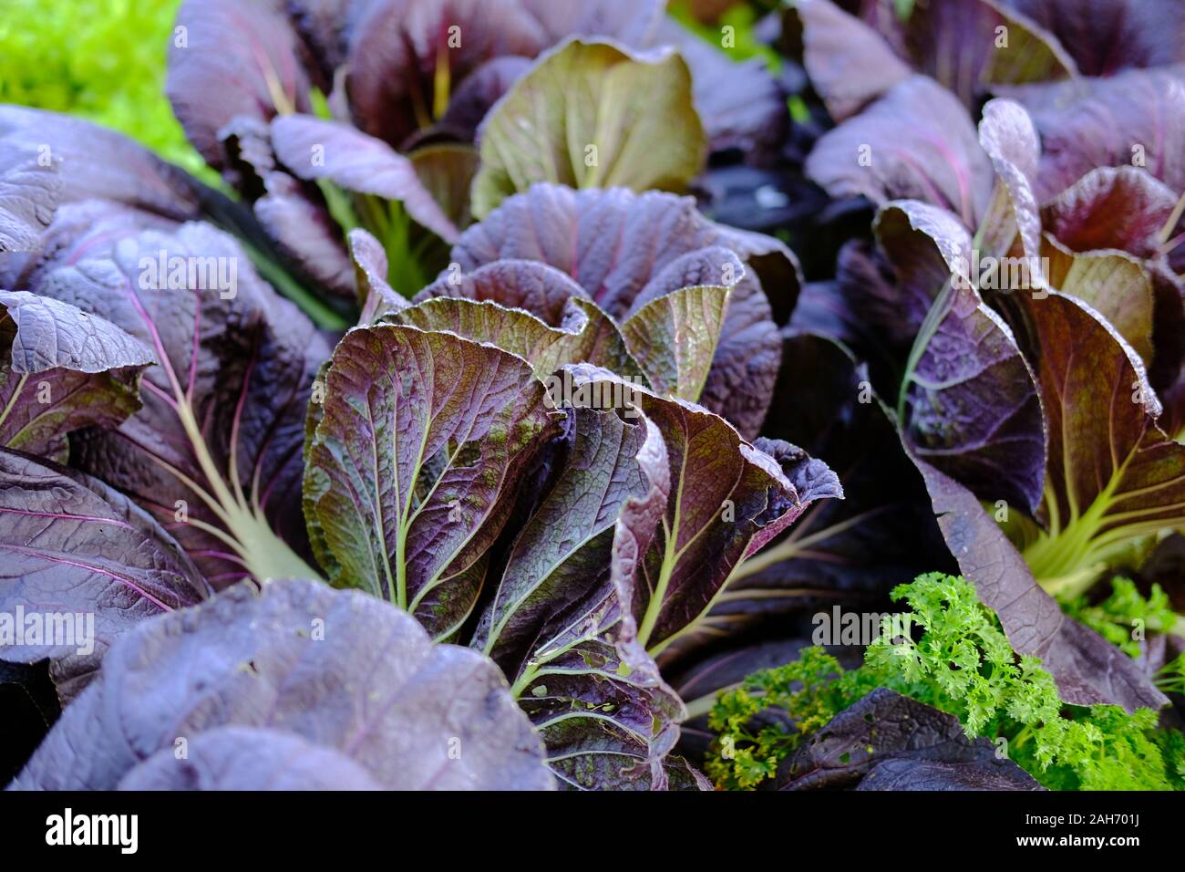 cabbage plant growing in farm. vegatable plantation in garden in ...