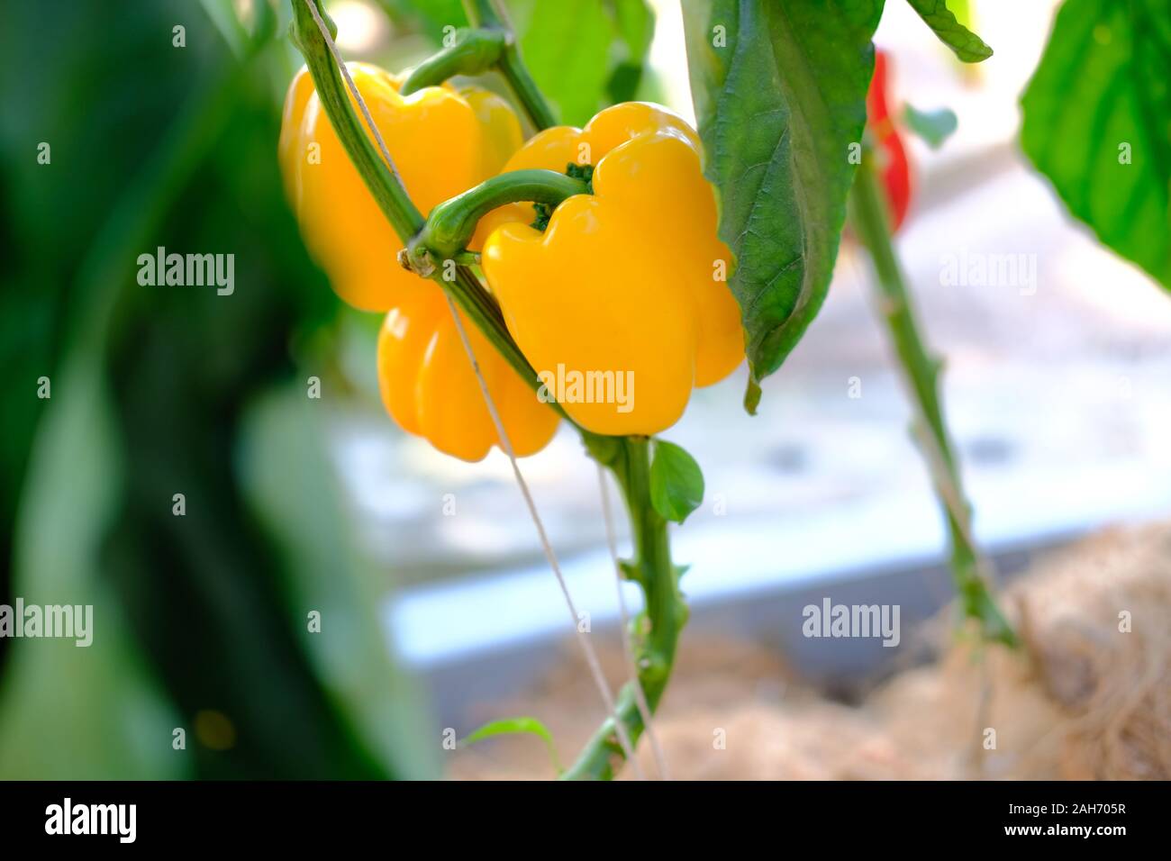 Paprika plant hi-res stock photography and images - Alamy