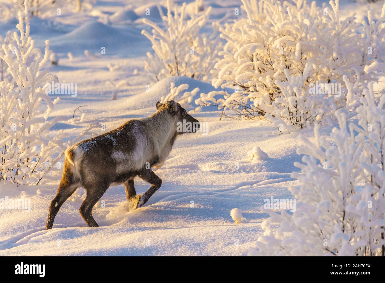 Reindeer, Rangifer tarandus in snow among trees, in nice afternoon ...