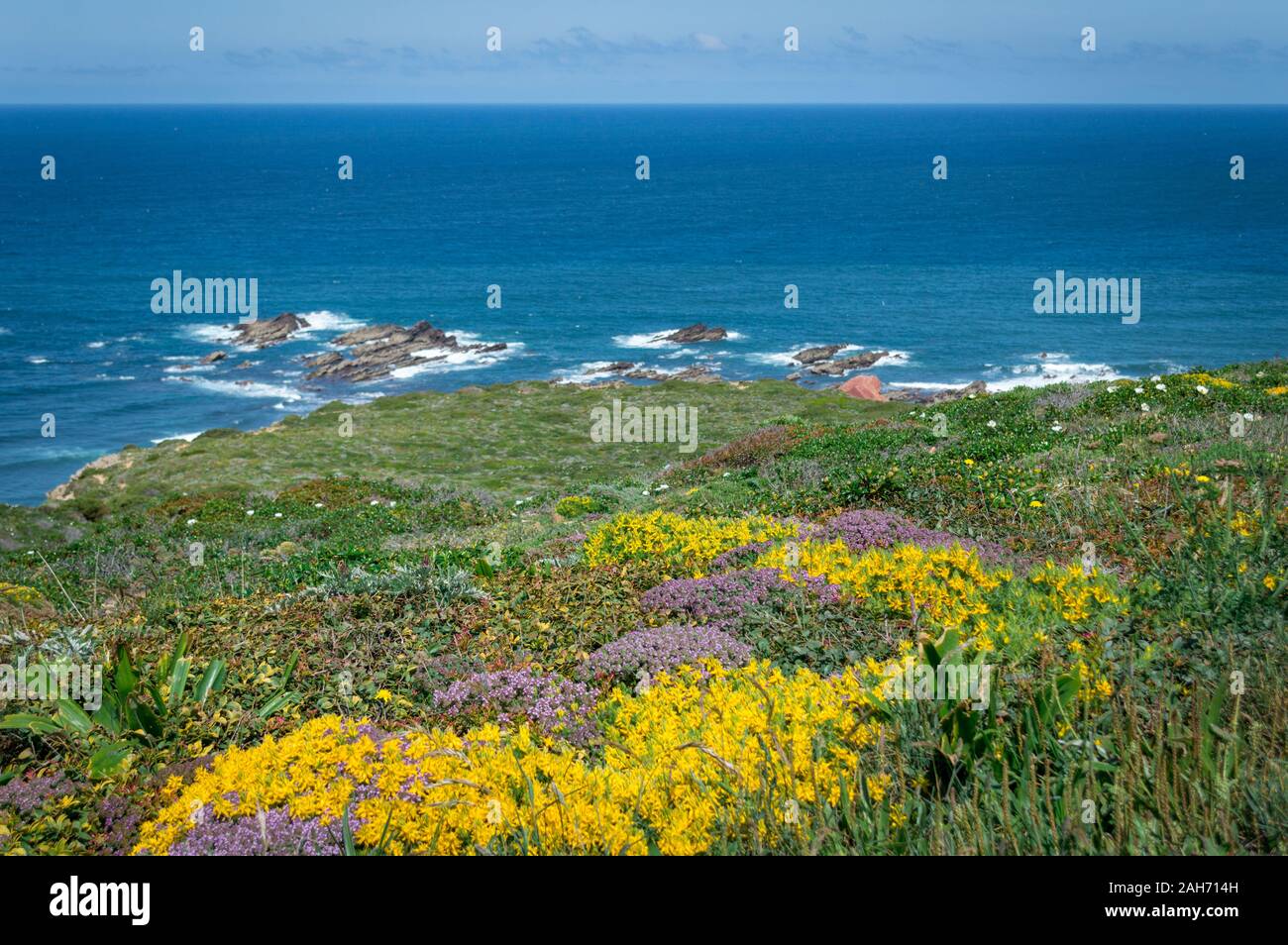 Bloom The Atlantic