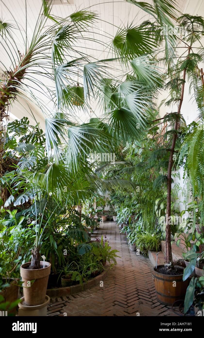 Rampant plants in old orangery interior in Nieborów in Poland, Europe ...