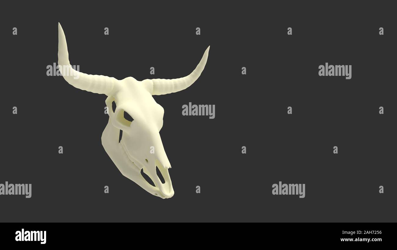 3d rendering of the skull of a cow ox isolated on a black background ...