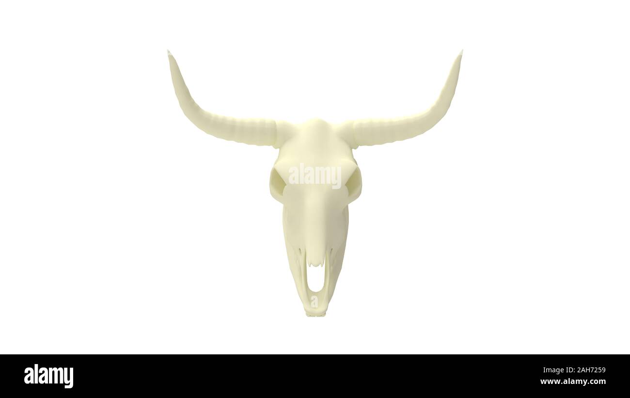 3d rendering of the skull of a cow ox isolated on a whitebackground ...