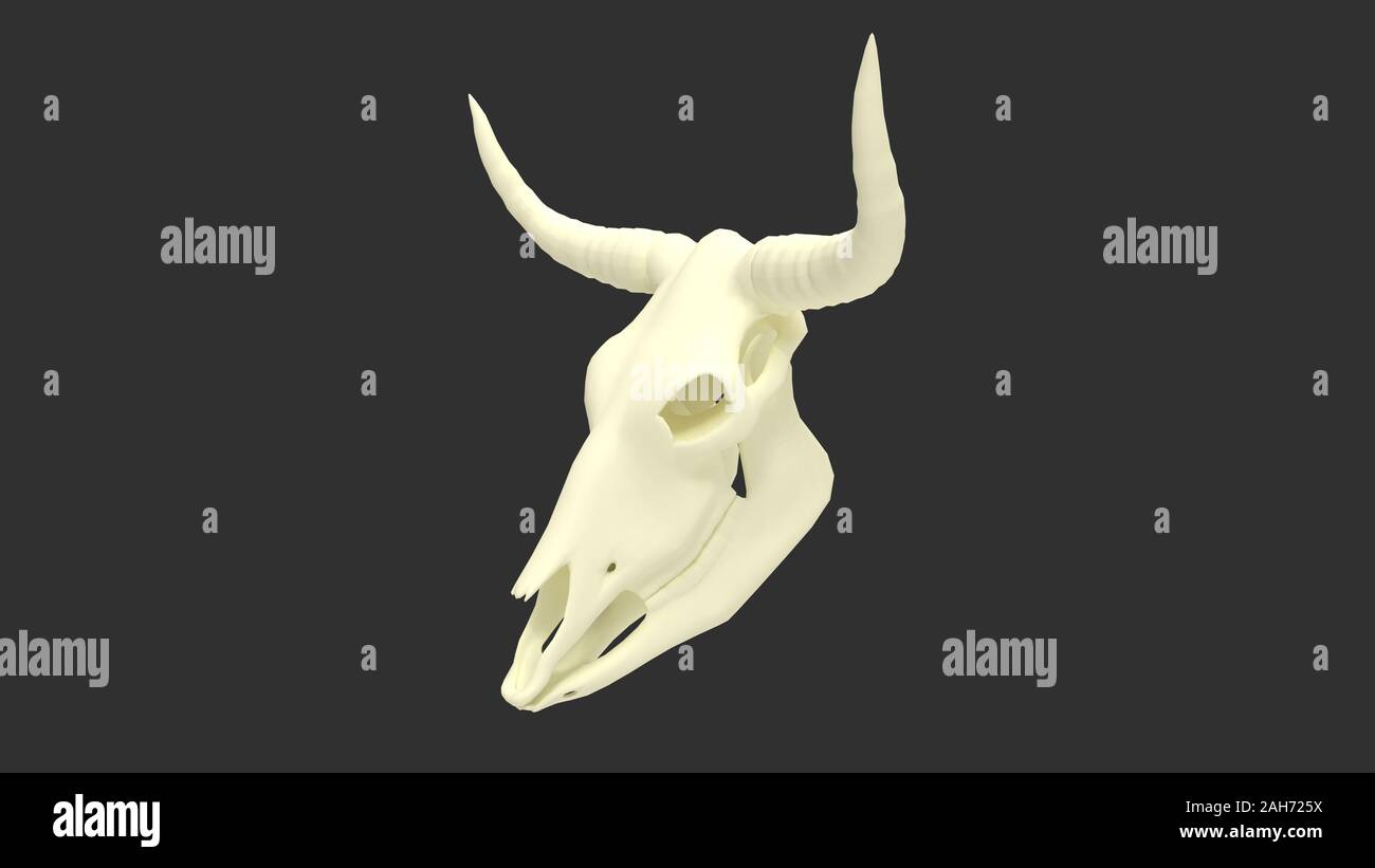 3d rendering of the skull of a cow ox isolated on a black background ...