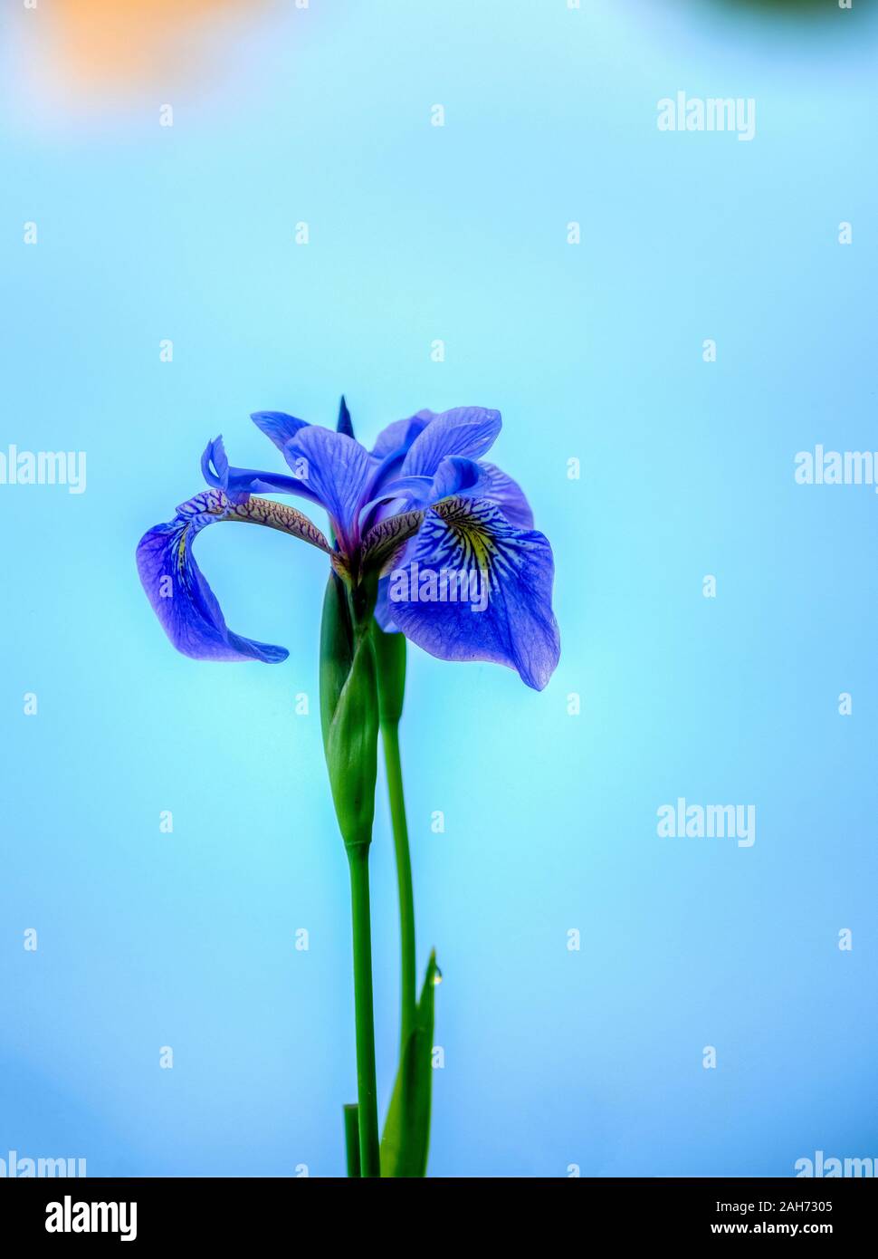 Iris xiphium, commonly known as the Spanish iris Stock Photo - Alamy