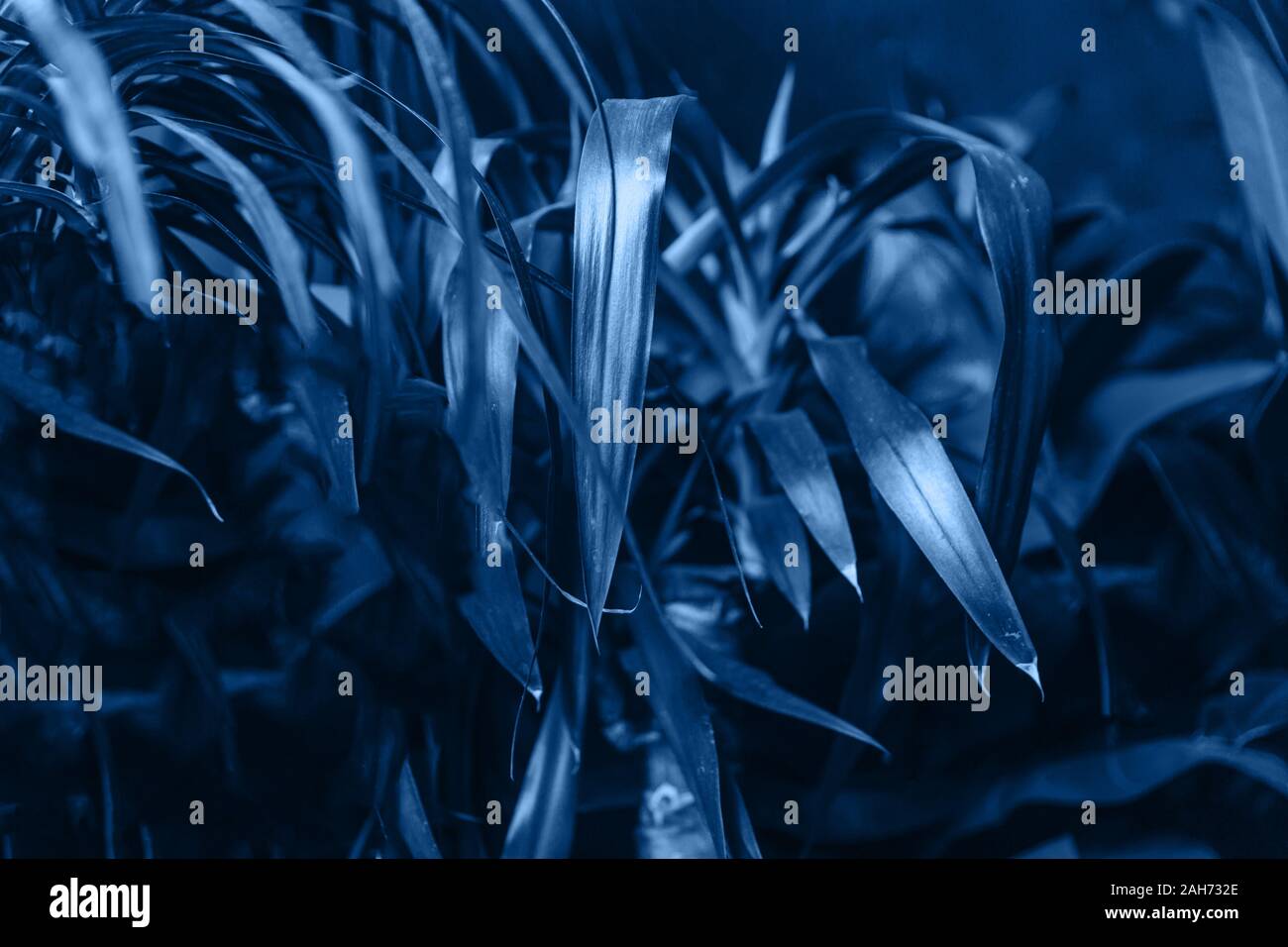 Dracaena plant in a blue color.The main color of the Year 2020 Stock ...