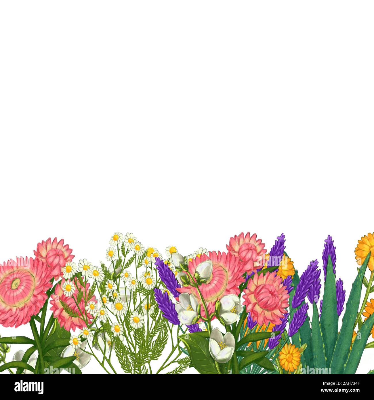 Hand drawn medicinal plant frame. Healing herbs border. isolated on ...