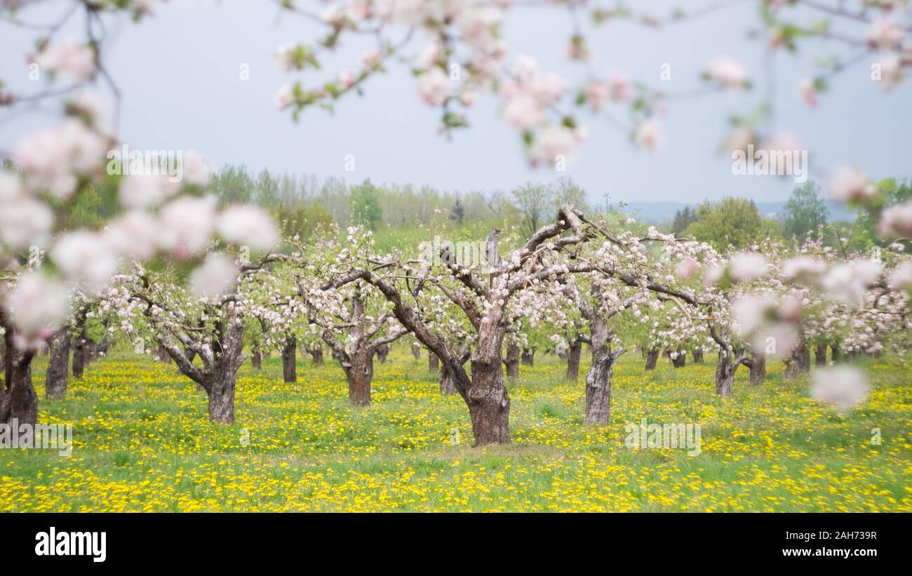 Orchard in bloom hi-res stock photography and images - Alamy